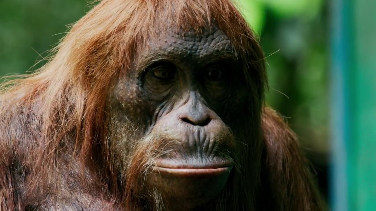 Orangutan saws a tree Spy in the Wild Episode 2 Preview BBC One - YouTube