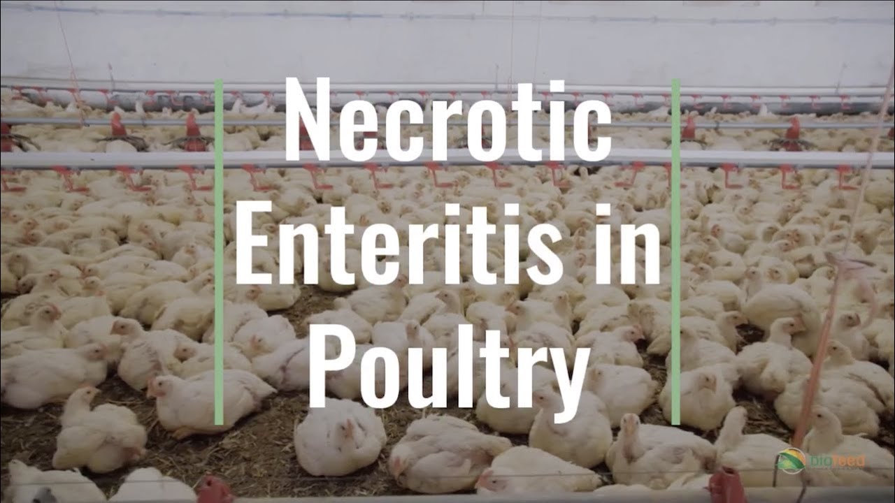 Biofeed Technology - Necrotic Enteritis in Poultry - YouTube