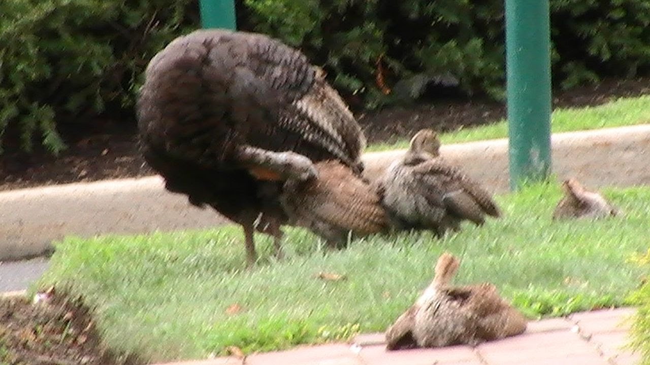 TURKEY VS EAGLE - YouTube