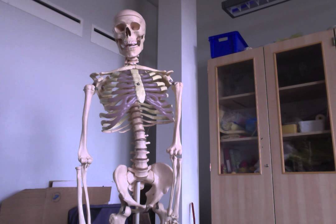 Skelettet film - YouTube