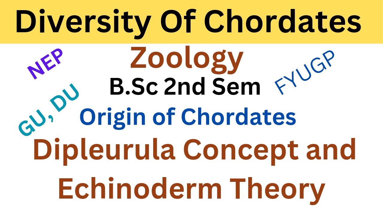 Origin of Chordates - Dipleurula Concept & Echinoderm Theory | Bsc ...