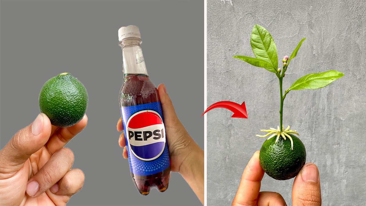 SUPER NEW TECHNIQUE for quickly propagating lemon tree with simple ...