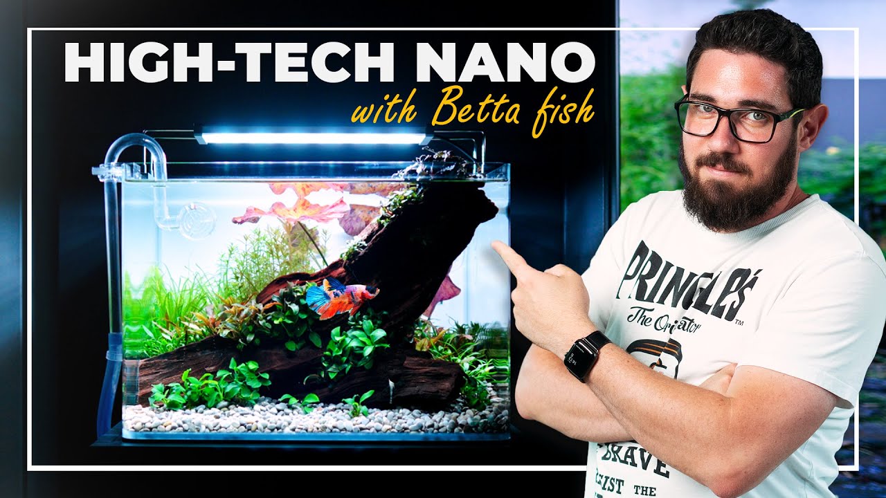 High-Tech NANO Aquarium with BETTA Fish | Step-by-Step Guide and Tips ...