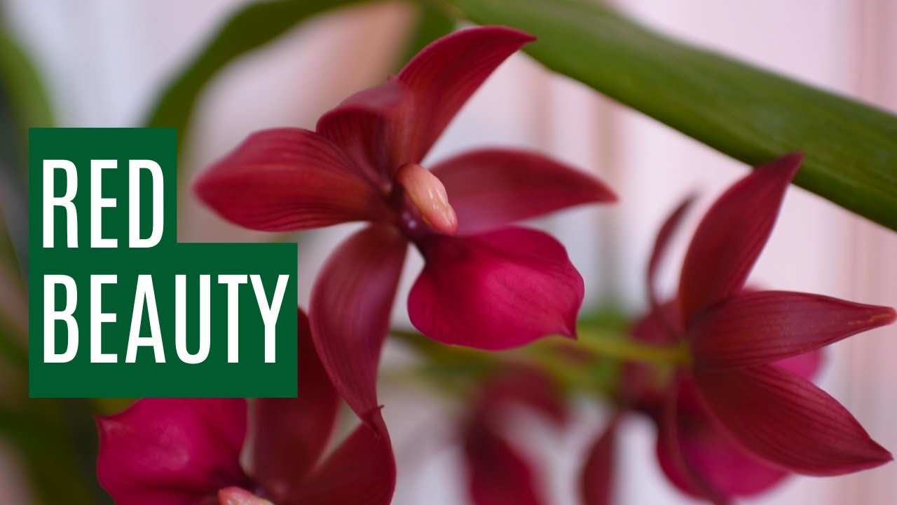 Stunning Cycnodes 'Wine Delight': Bloom highlights & care guide - YouTube