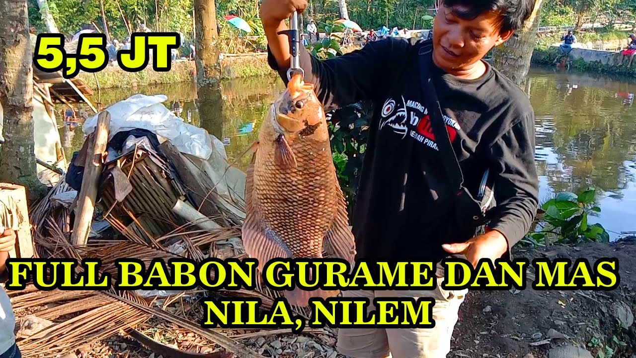 KOLAM MEWAH ‼️ Asli, Babonnya melimpah ini kolam | Mancing Borongan ...