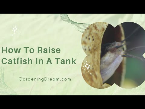 How To Raise Catfish In A Tank - YouTube