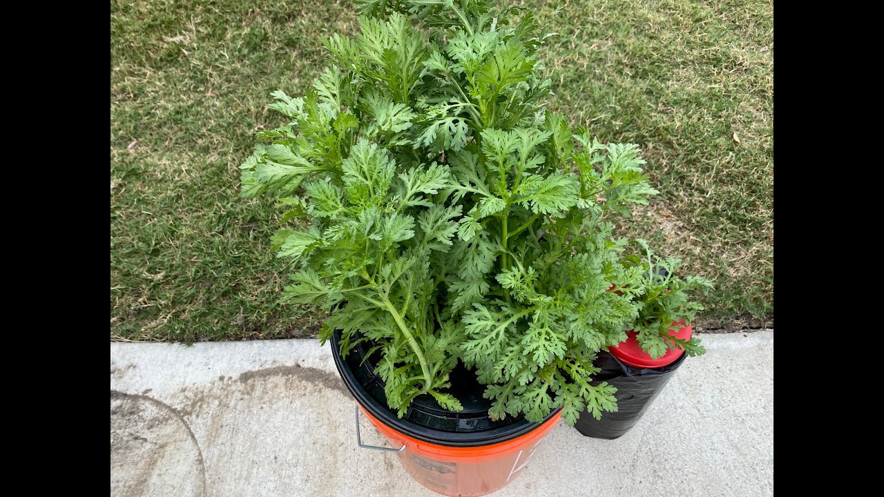 A Failed Attempt At Growing Hydroponic Vegetable Chrysanthemum Indoors ...