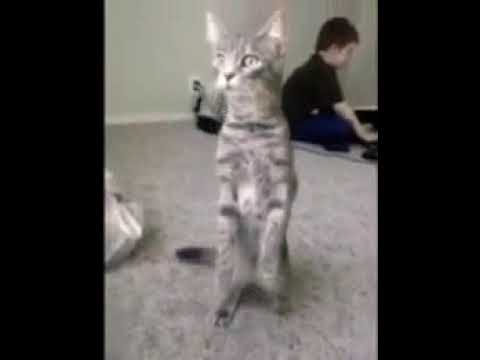 The Cat standing and running away gif meme - YouTube