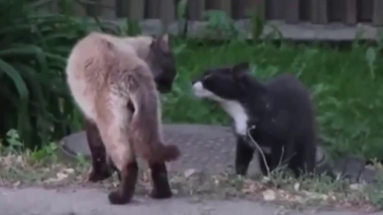 Funny Cats Arguing Cats Talking To Each Other - YouTube