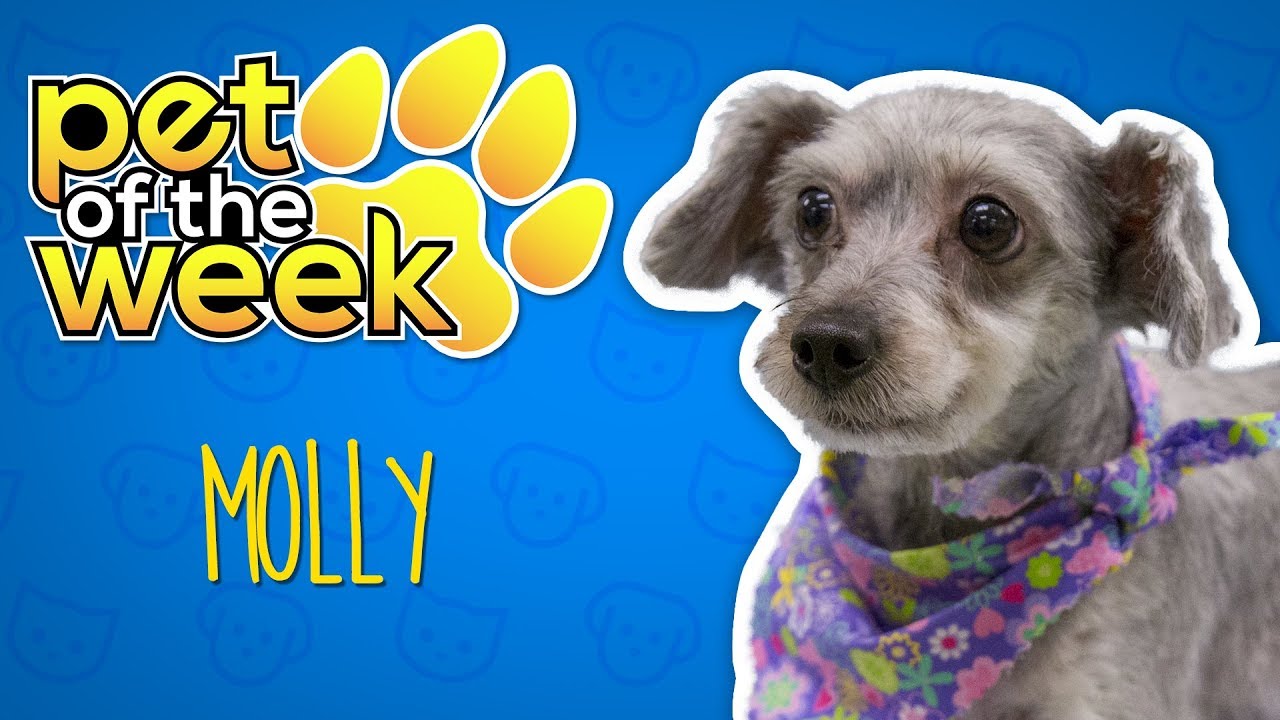 Pet of the Week S05 E08 Molly (Available 3/27/18) - YouTube