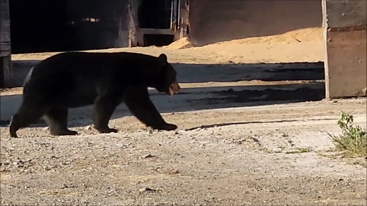 WHERE ARE THE BLACK BEARS GETTING THEIR GRAIN? - YouTube