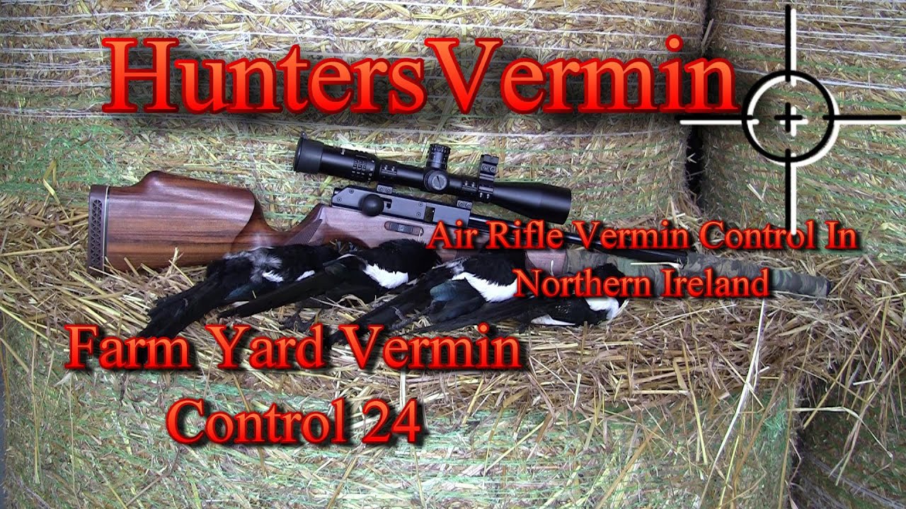 Air Rifle Hunting, Farm Yard Vermin Control 24 - YouTube