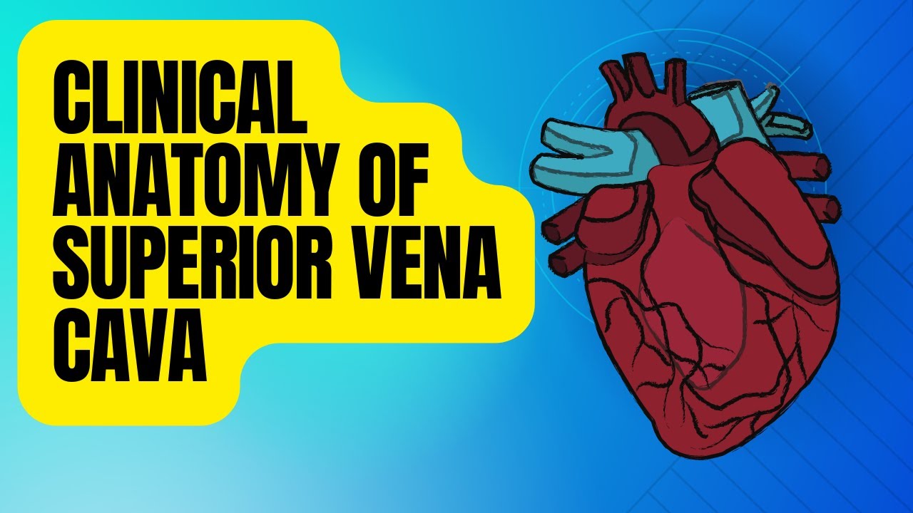 CLINICAL ANATOMY OF SUPERIOR VENA CAVA EXPLAINED (IN 5 MINUTES) - YouTube