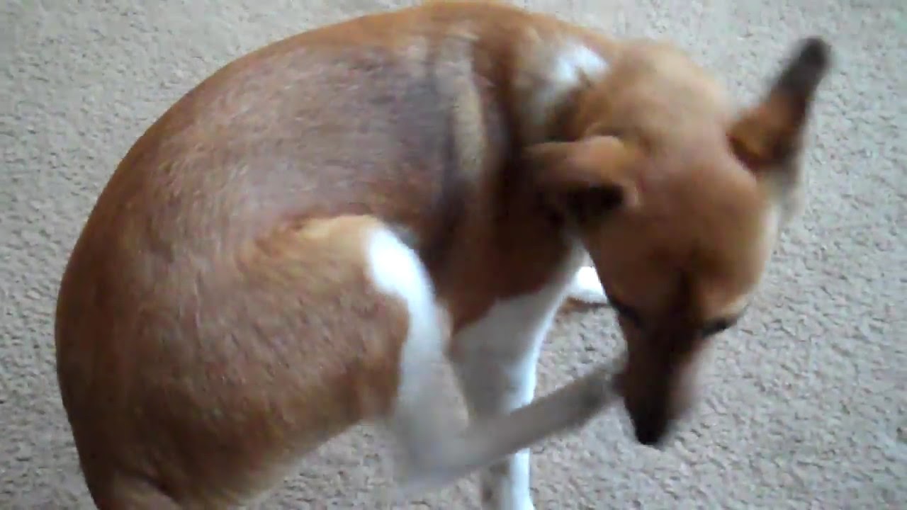 Dog Chasing His Tail YouTube dog-chasing-his-tail-youtube