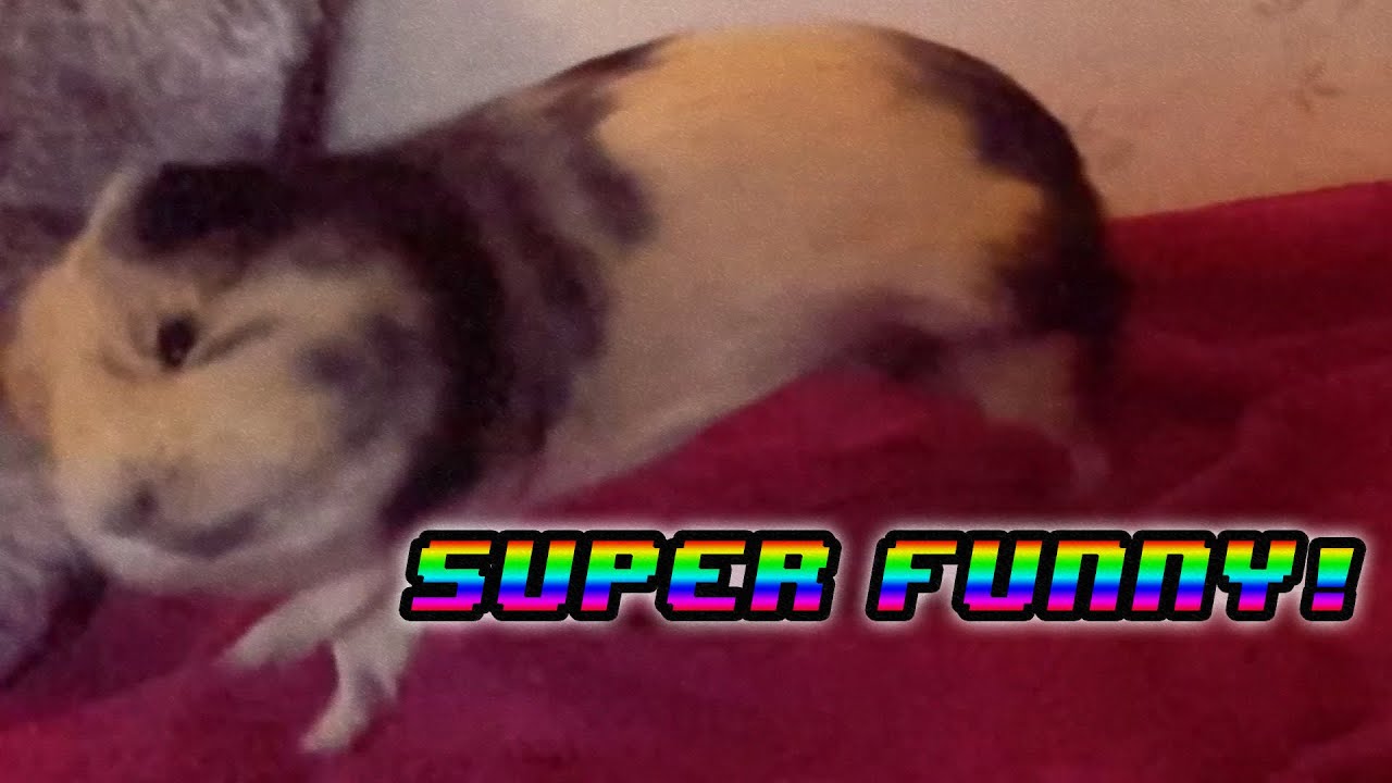 GUINEA PIGS POPCORNING! *Slow Mo* - YouTube