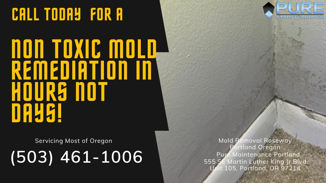 Mold Removal Roseway Portland Oregon - Pure Maintenance Portland - 503 ...