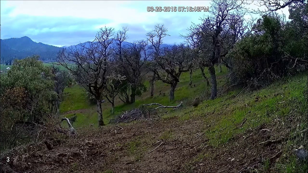 Energetic Black-tailed Jackrabbit - Ruch, Oregon - YouTube