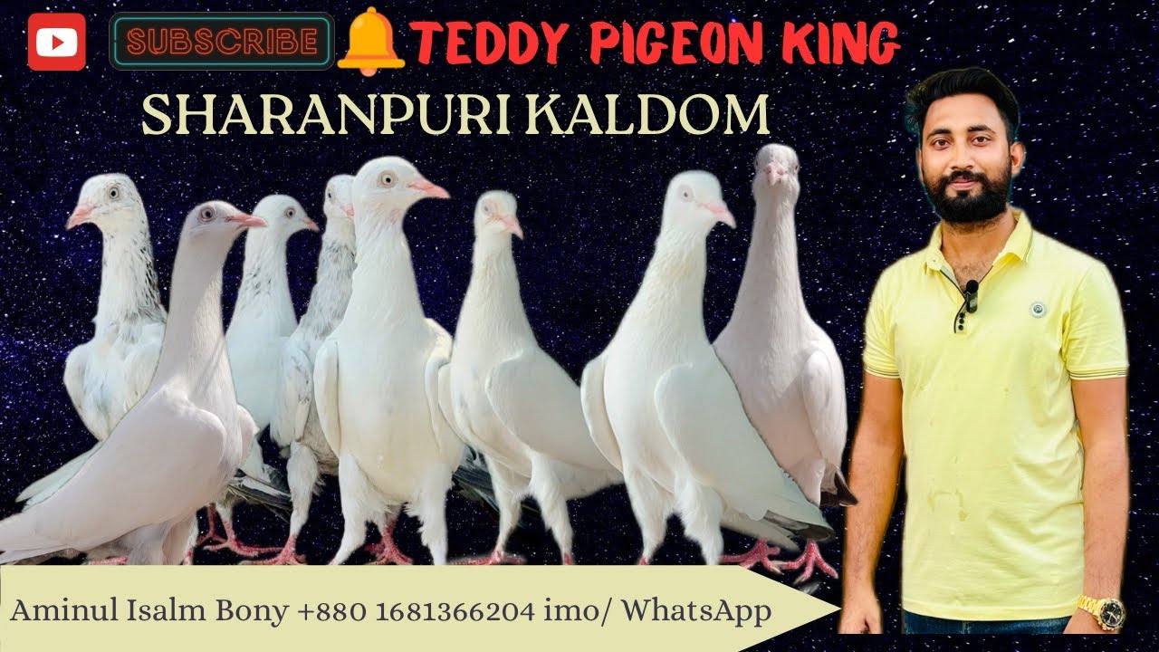 Sharanpure kaldom kobutor #pigeon #high_flyer_pigeons #original #india# ...