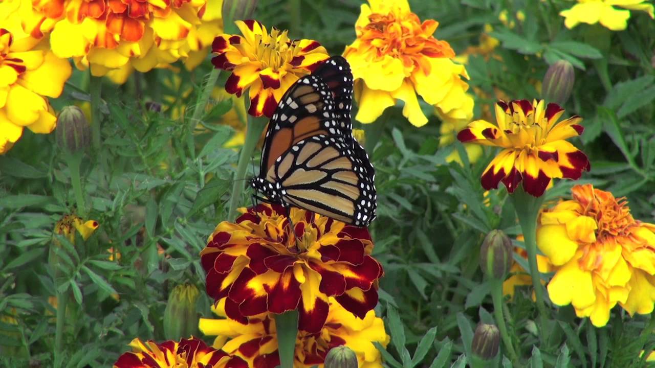 Growing Bigger and Better Plants with Elliot Meyerowitz - YouTube