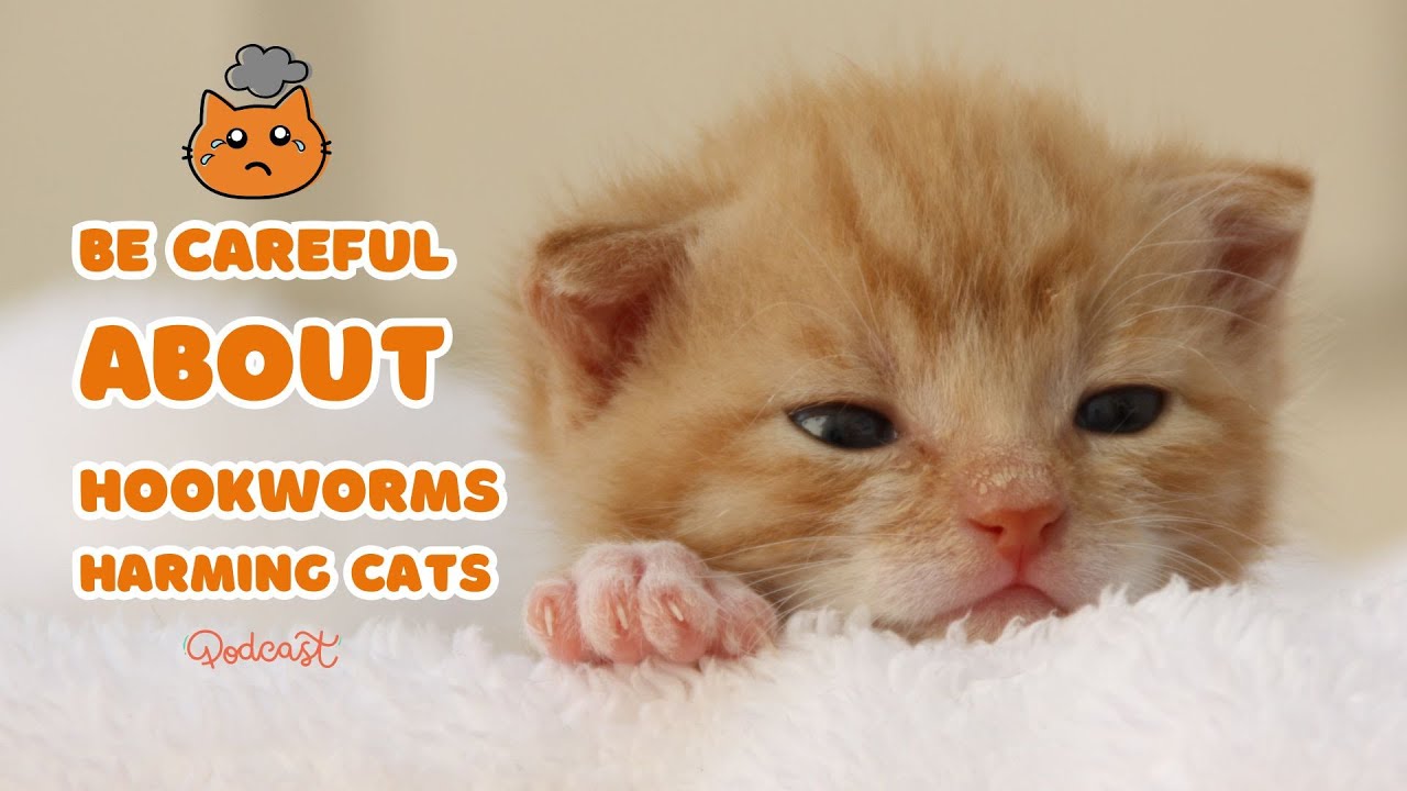 🐱CRITICAL Cat Care: Is This Silent Killer Hiding in Your Soil? - YouTube