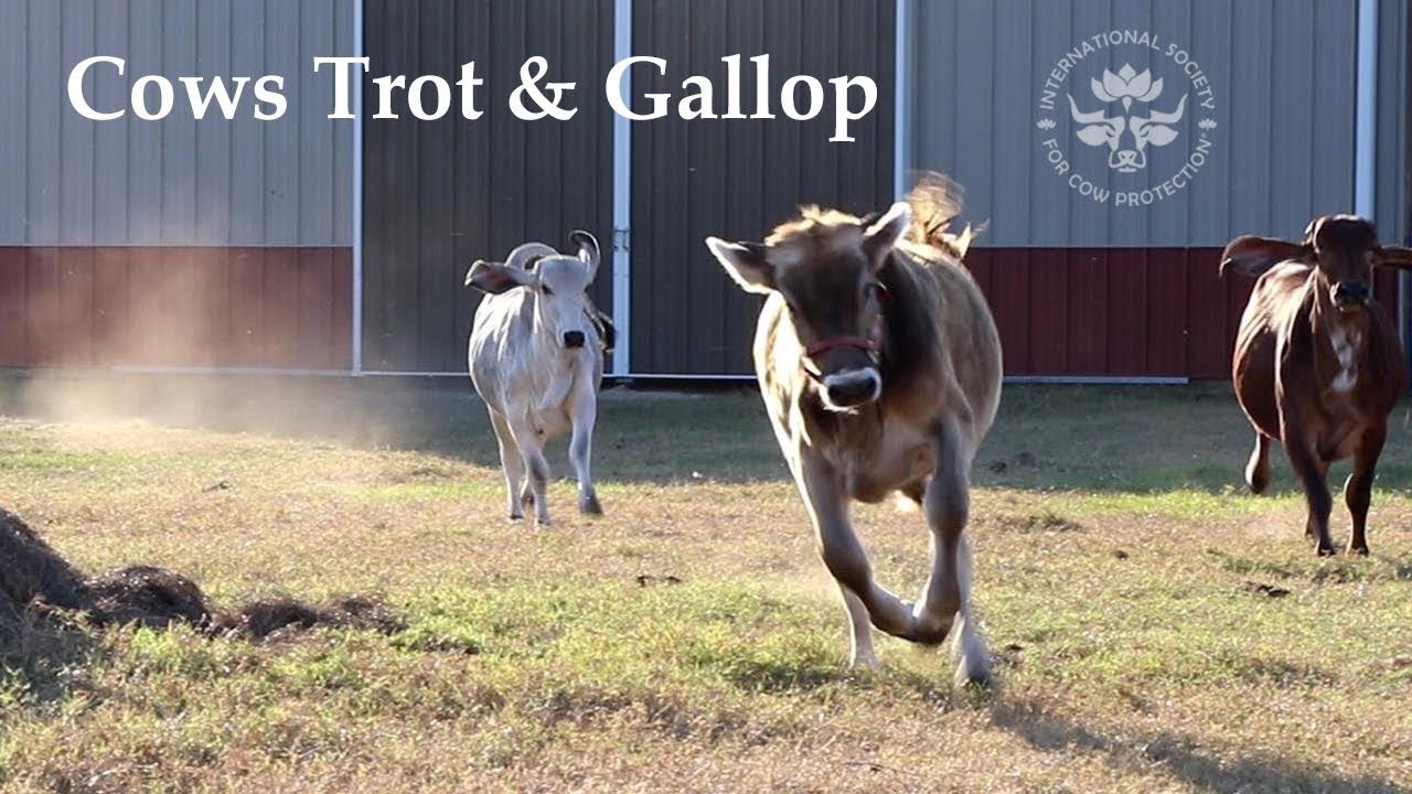 Have you seen a calf trot or gallop? - YouTube