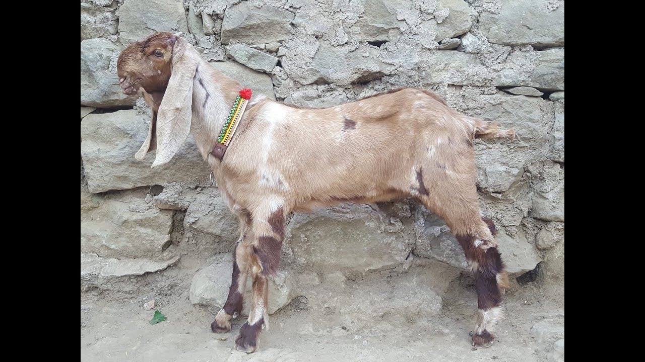 Beetal Goats Kids - YouTube