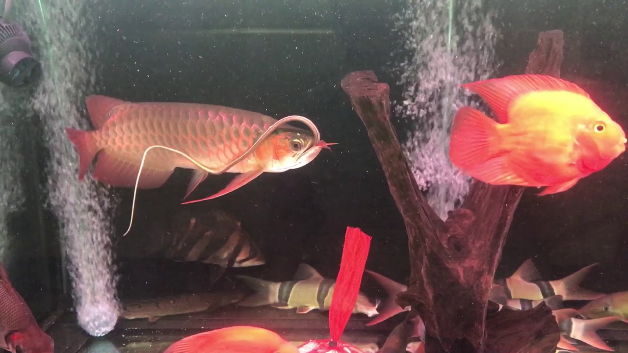 Indo Toho Red Arowana Eating 2 Feet Long Snake!!! - YouTube