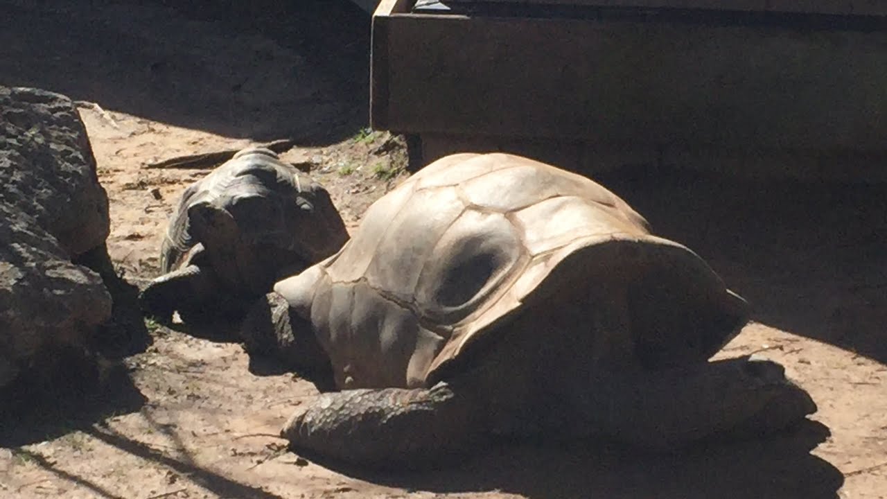 Aldabra tortoises - YouTube