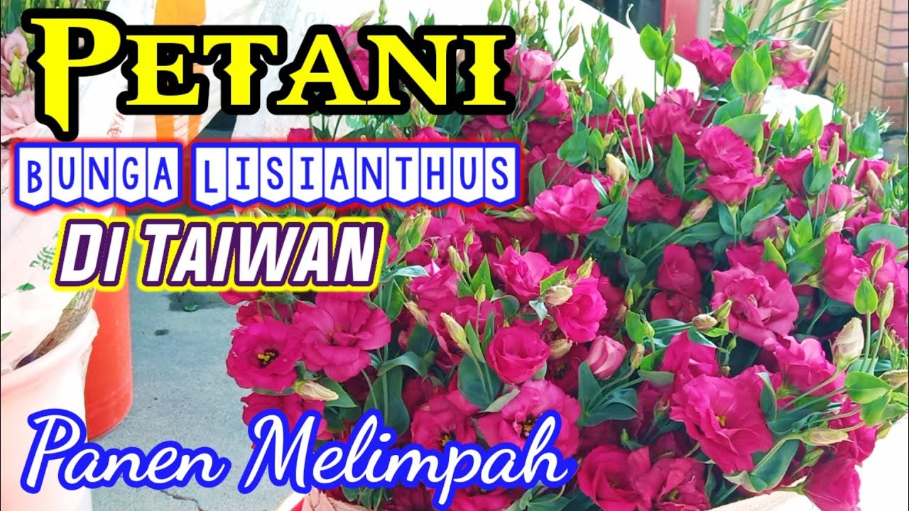 PETANI INI PANEN MELIMPAH, PETANI BUNGA LISIANTHUS DI TAIWAN,CANTIK ...