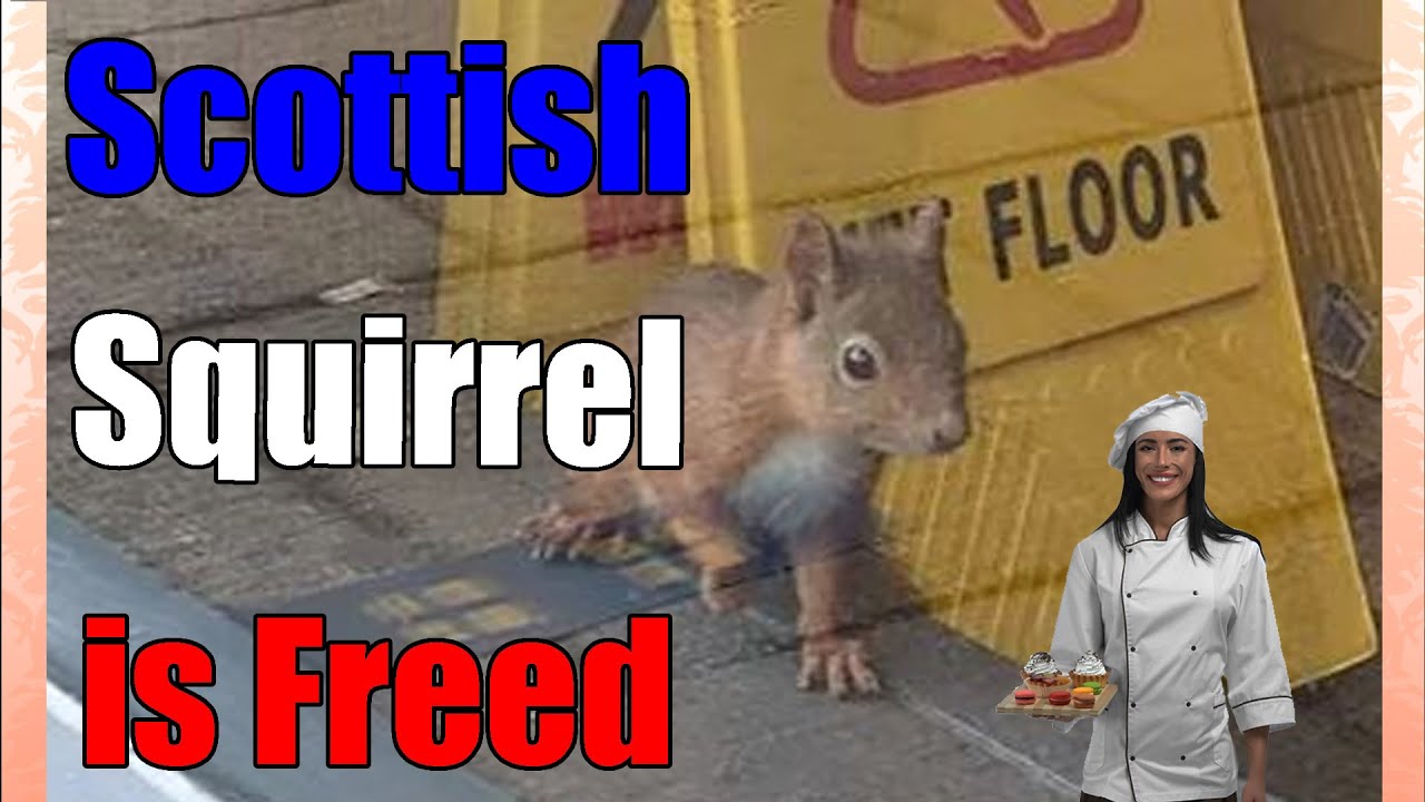 Red squirrel 🐿️Freed after shutting down Scottish bakery🧁🥯 for days ...