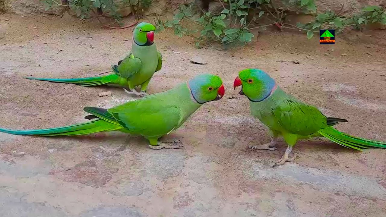 Parrots Talking And Playing With Each Other | So Cute Video Of Ringneck ...