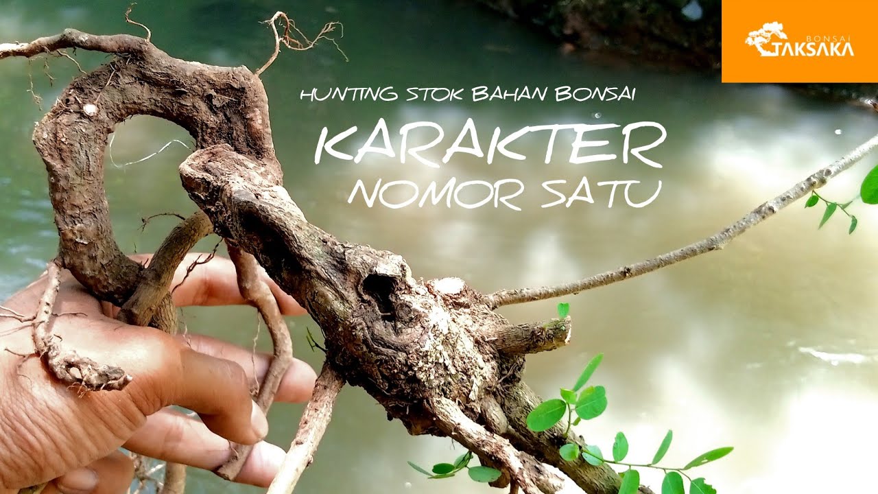 HUNTING STOK BAHAN BELAJAR BONSAI RUMAHAN - TAKSAKA BONSAI - YouTube