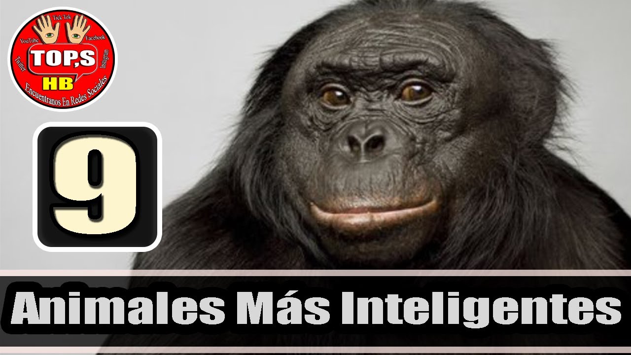 Top 9 Animales Más Inteligentes del Planeta | Fauna y Comportamiento ...