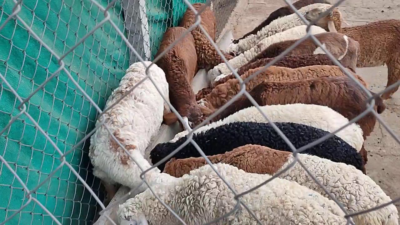 ಟಗರು ಶೆಡ್ಡು ನಿರ್ಮಾಣ ಭಾಗ 4 || Kannada sheep farm information - YouTube
