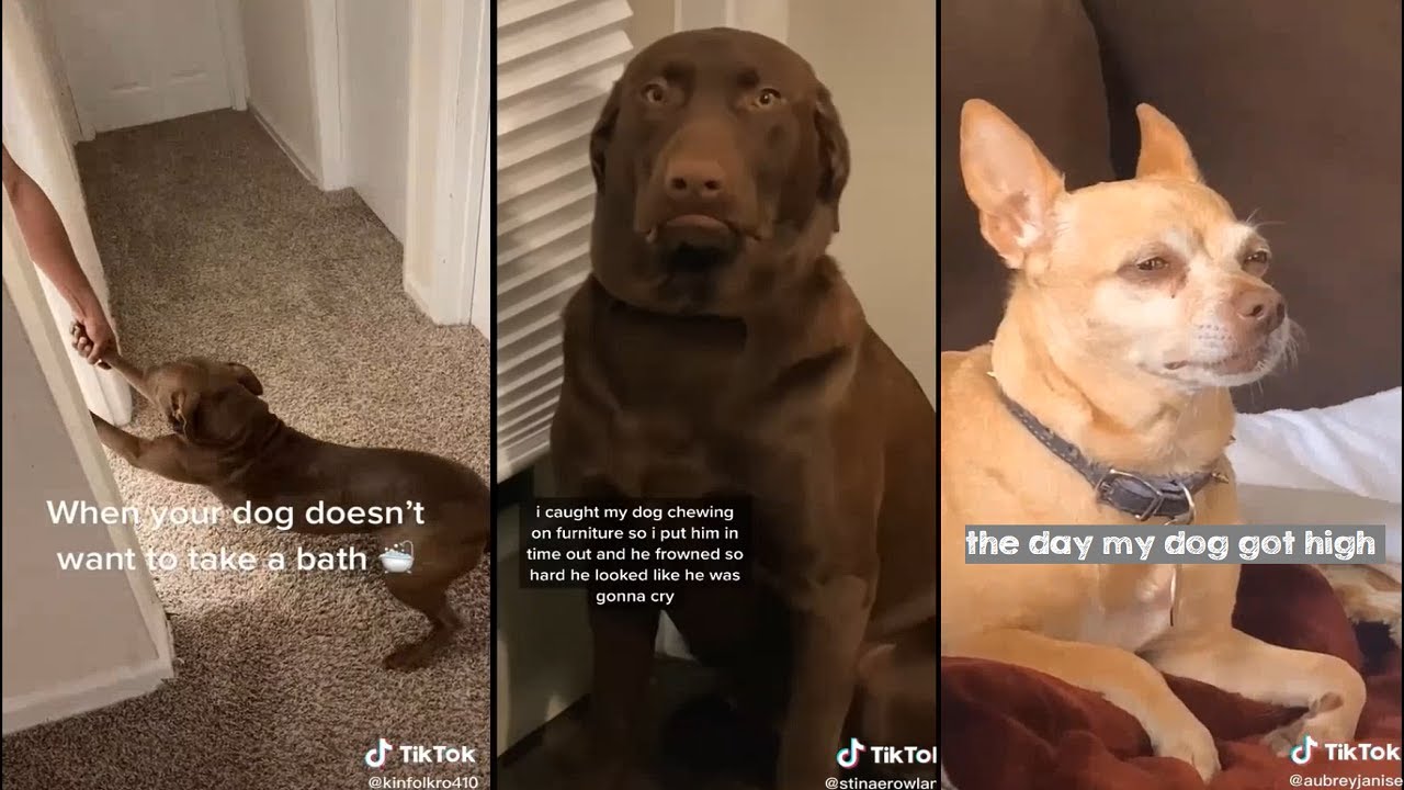 Dogs, Hooman and their problems - YouTube