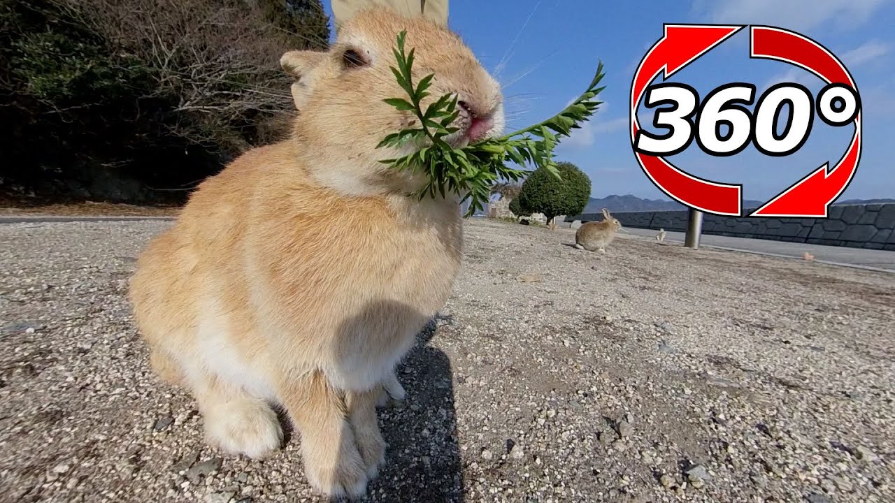 VR 360° | Rabbit “The carrot leaves are delicious too.” - YouTube