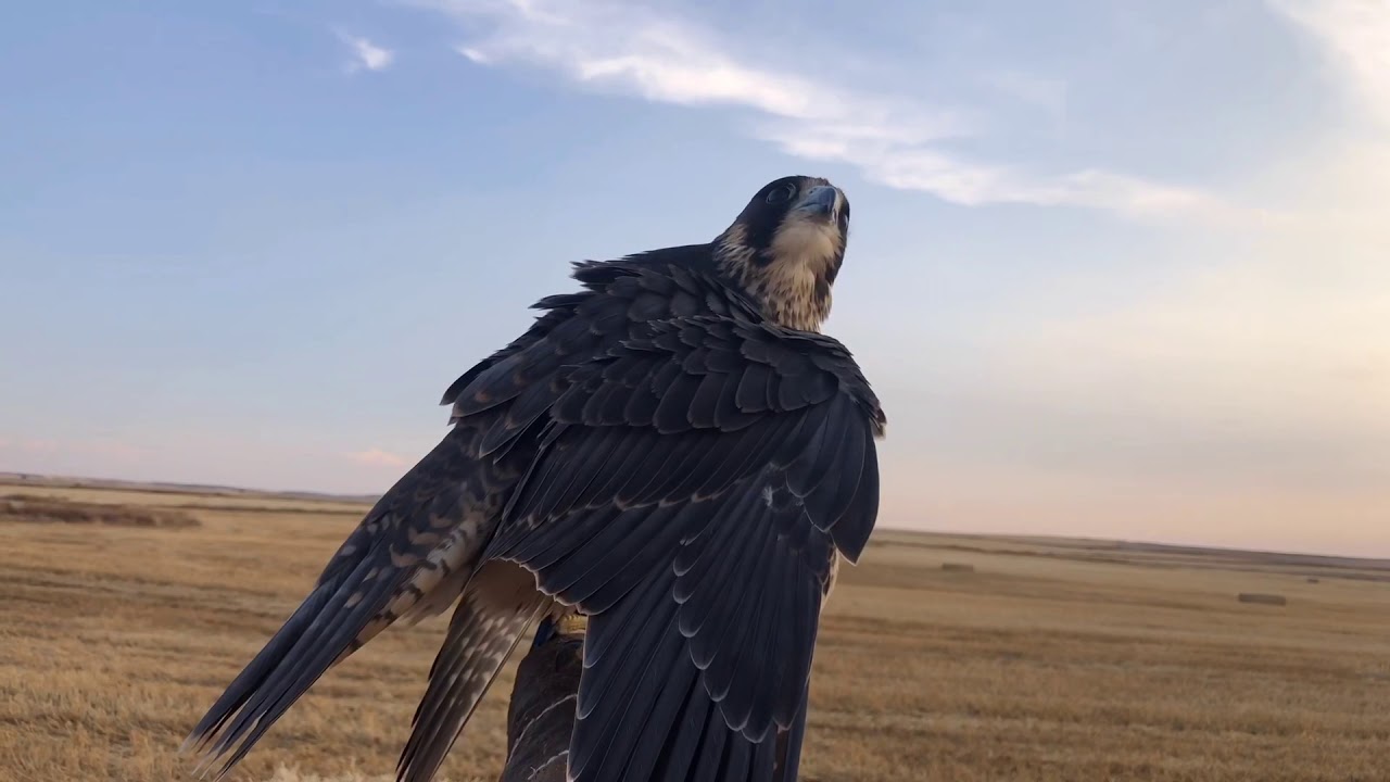 Altanería primeros vuelos 2020 - YouTube