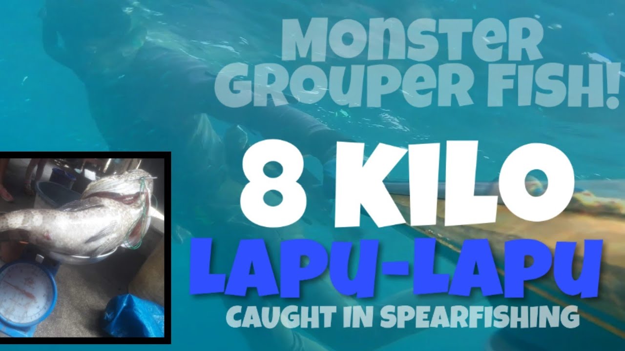 Huge Grouper Fish (Lapu-Lapu) Caught Through Spearfishing - YouTube