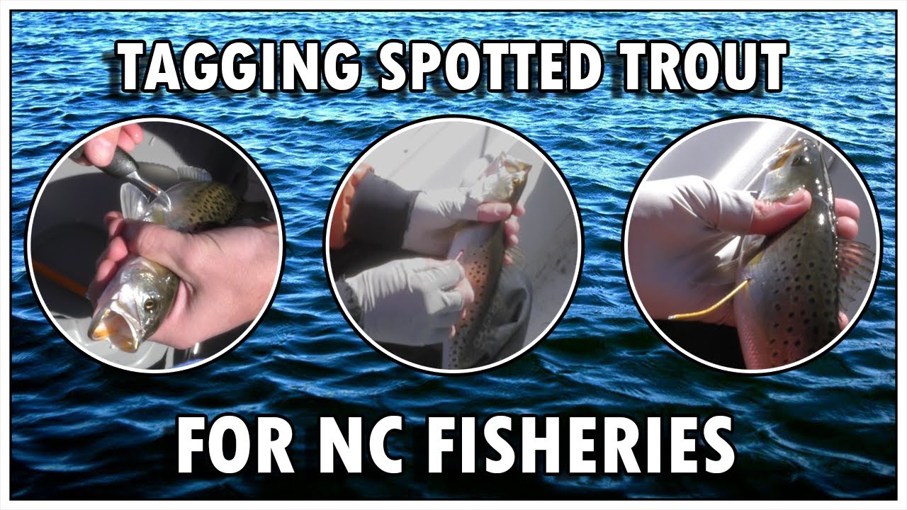 Tagging Spotted Trout For NC Fisheries | Trout Fishing - Episode 2 ...