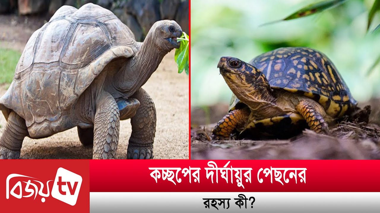 কচ্ছপের দীর্ঘায়ুর পেছনের রহস্য কী? Bijoy TV - YouTube