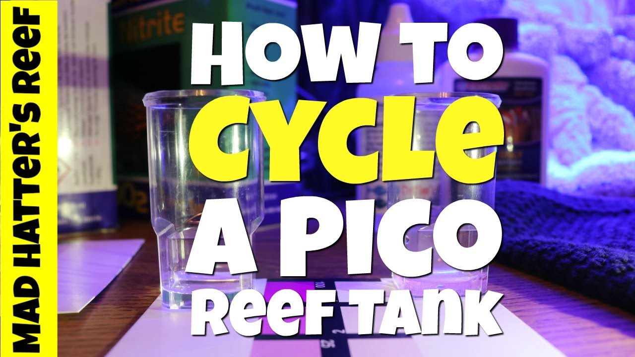 HOW TO: Cycle A Pico Reef Tank - YouTube