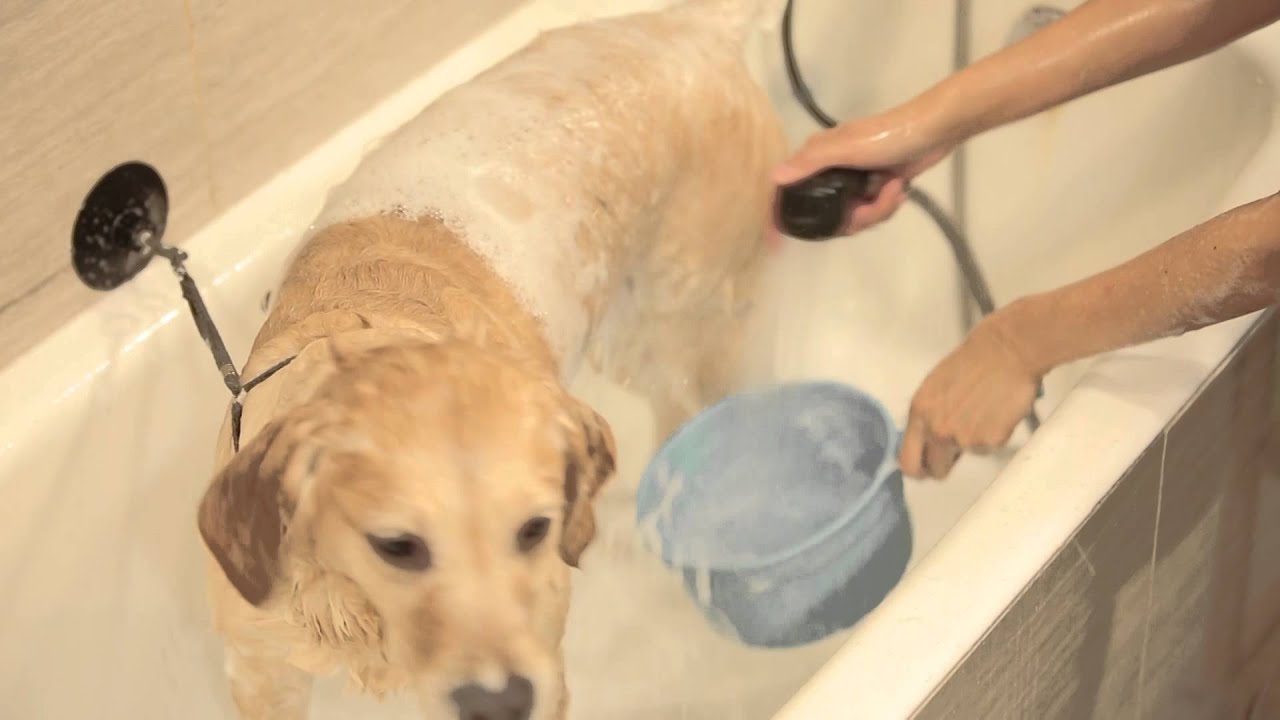 Dogaroo Group : We Love We Care! - YouTube