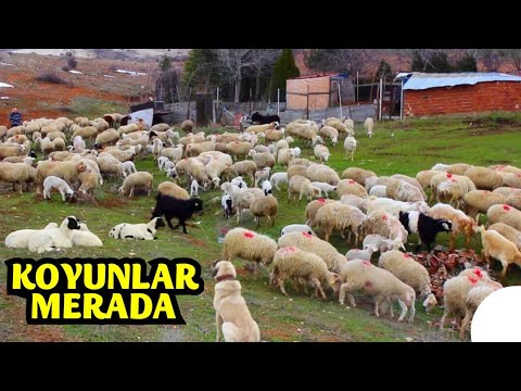 KOYUNLARI MERAYA SALDIK ! KOYUN OTLATMA ~ KOYUN GÜTME ( Koyun Vlog, koyun kuzu videoları, koyunlar )