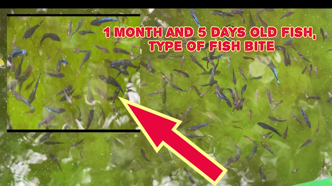 1 month and 5 days old fish, type of fish bite - YouTube