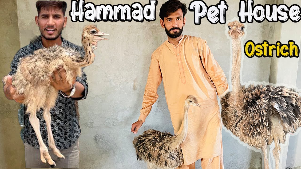 Hammad Pet house sy Ostrich ly aye 😍 | Dream Pet agya - YouTube