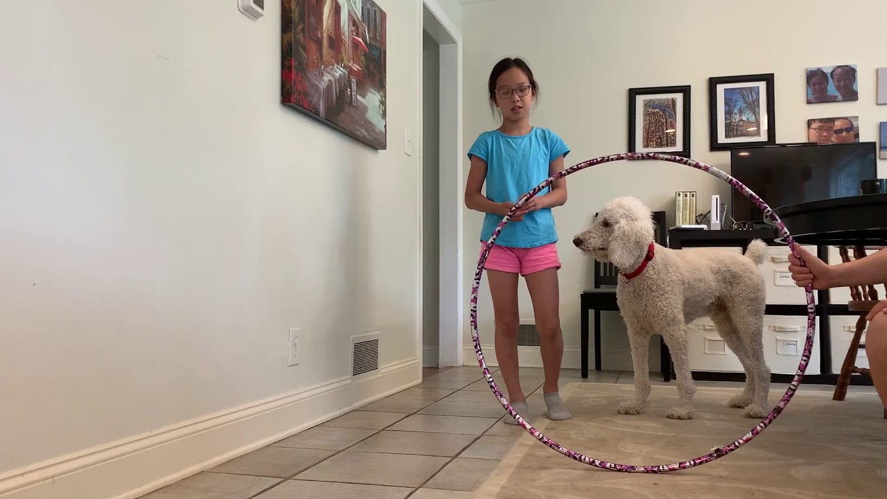 Hula-jumping dog!!! The circus is in town! - YouTube