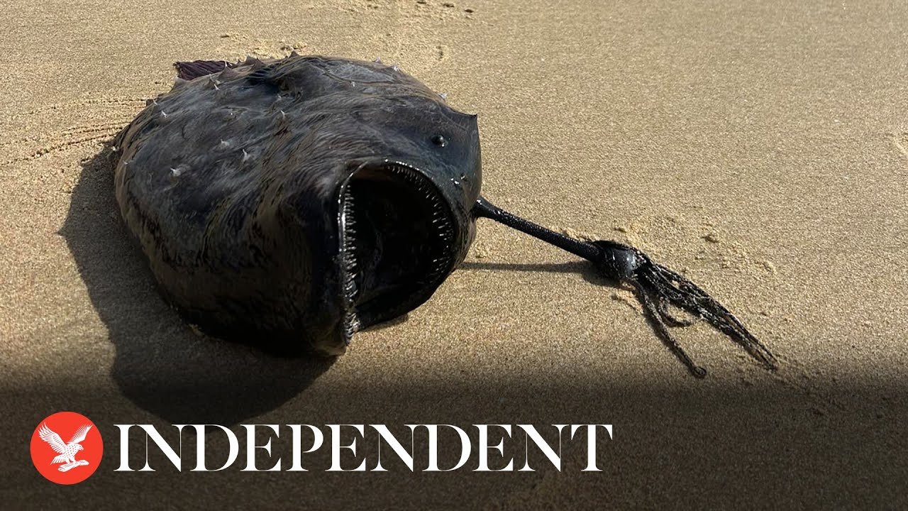 Mysterious ‘monster’ fish with teeth washes up on shores of California ...