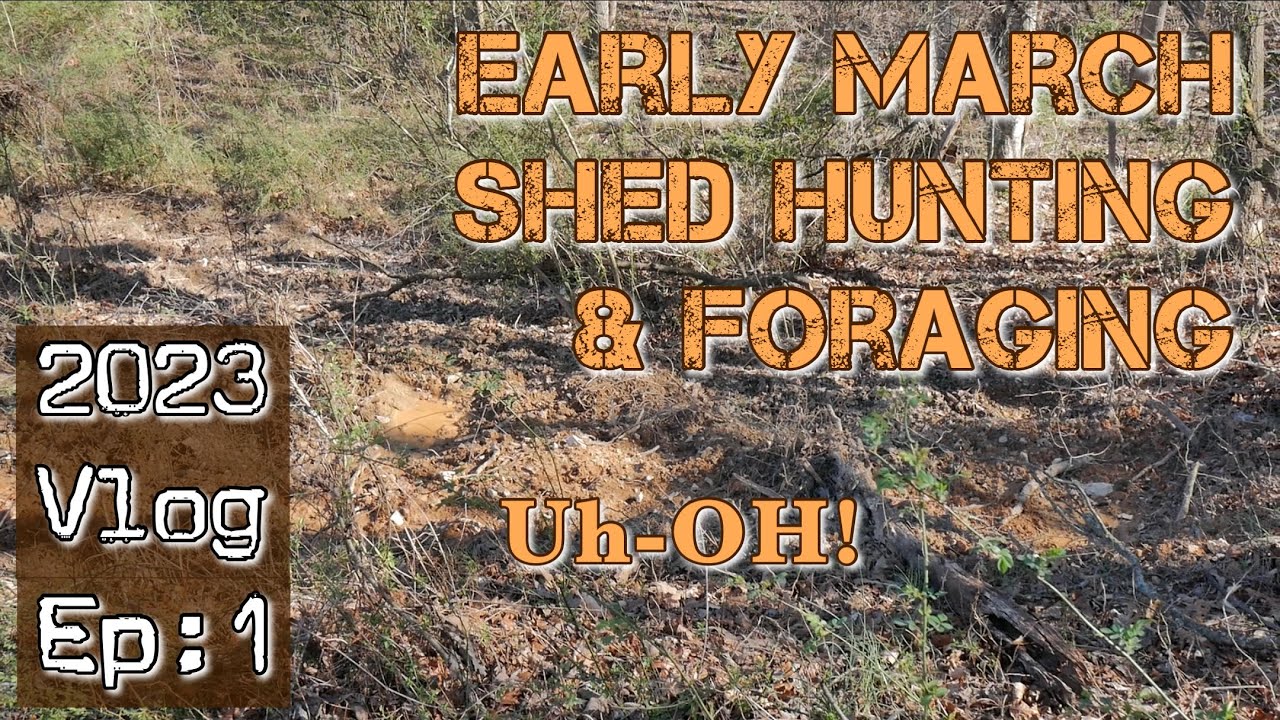 2023 Vlog: Early March Shed Hunting & Foraging | East TN | Plus A ...