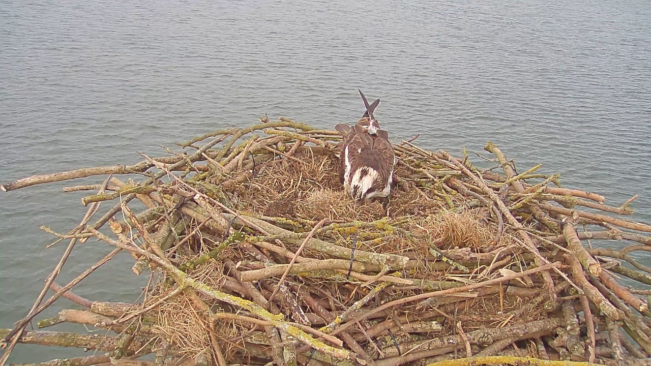 33 nest scraping - YouTube