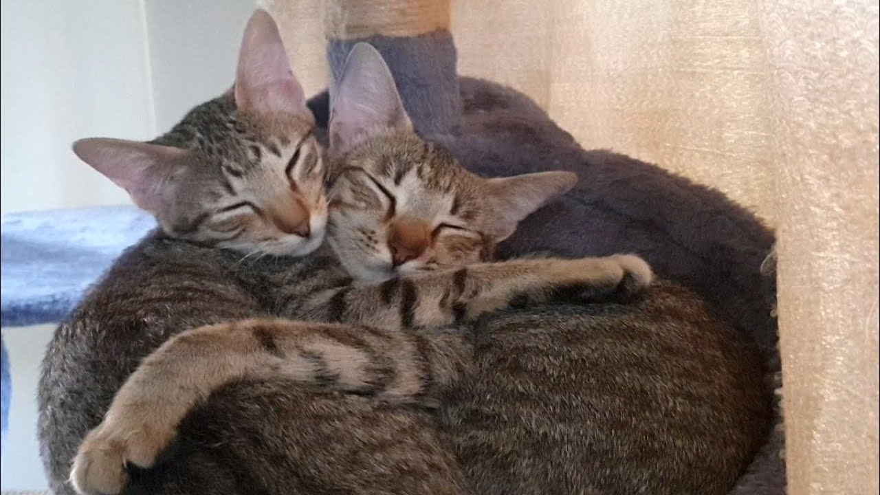 Mom cat hugs kitten and protects her kitten|Catslifeph - YouTube